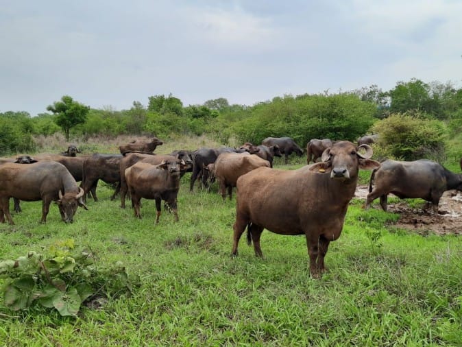 भदावरी नस्ल की भैंस के दूध से निकलता है सबसे अधिक घी, पनीर और मावा ...