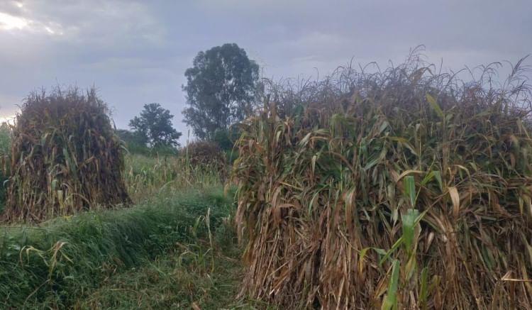 Maize Crop Started Rotting In The Fields Due To Continuous Rain - Una ...