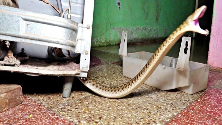 Damoh News:एक महीने से फ्रिज के अंदर बैठा था सांप, देखते ही महिला की ...