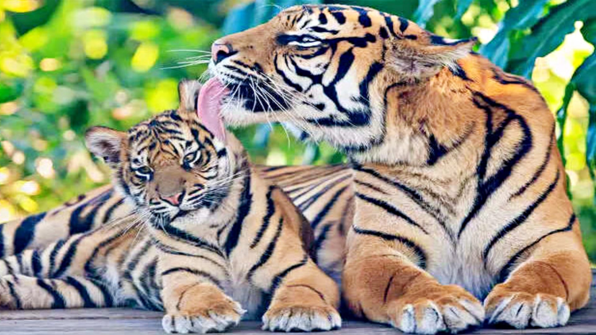 Five Tigers Will Be Released In Madhav National Park On The Demand Of Union Minister ...