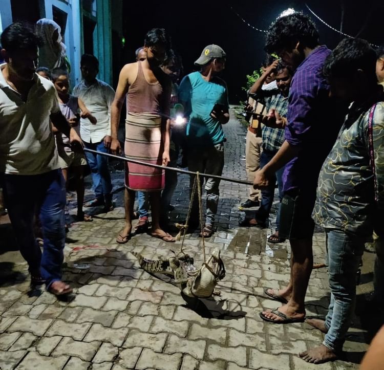 Crocodile Reached The Drain Of Ambika Puri Colony In Kasganj - Agra ...