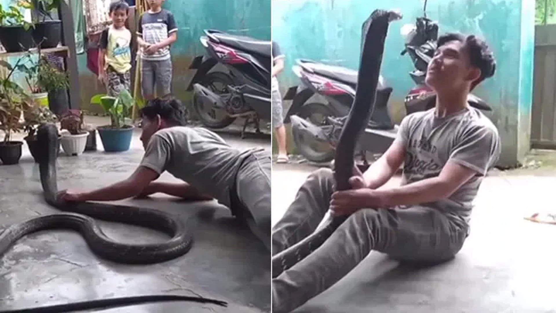 Snake Video:किंग कोबरा के साथ डांस कर रहा था लड़का, जानिए फिर क्या हुआ, वीडियो वायरल - Snake ...