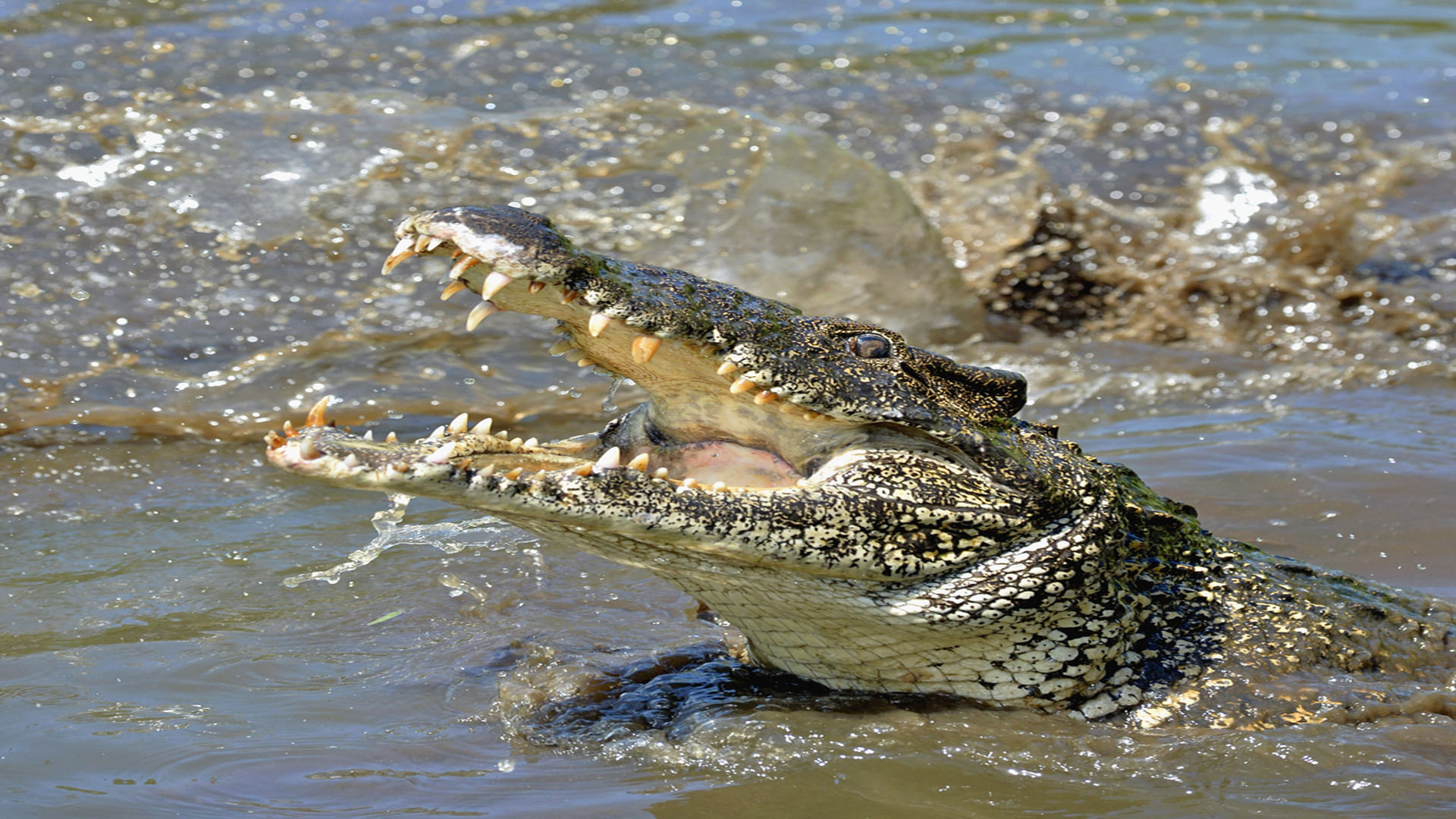 Snake And Crocodile Figh Video War Between Dangerous Snake Vs Crocodile ...
