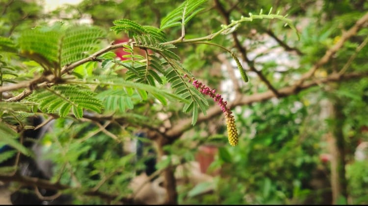 Dussehra 2022:दशहरा के दिन करें इस पौधे की पूजा, मां लक्ष्मी की कृपा से ...
