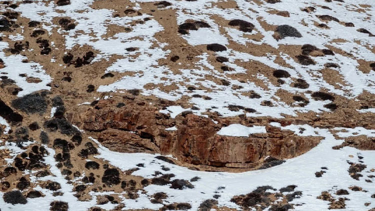 Optical Illusion Viral Photo: Find Out Hidden Leopard Animal From ...
