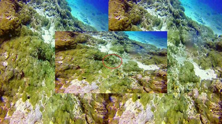 Optical Illusion:इस तस्वीर में छिपा है ऑक्टोपस, हिम्मत है तो 17 सेकेंड ...