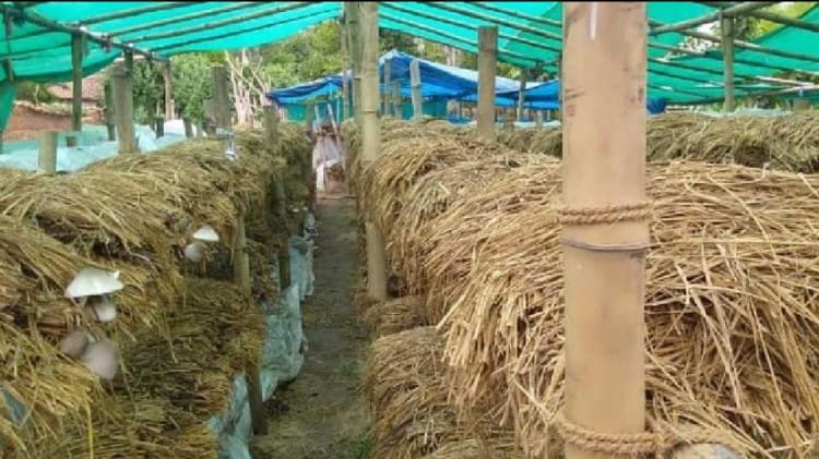 Mushroom Growing From Paddy Straw In Punjab - Amar Ujala Hindi News ...