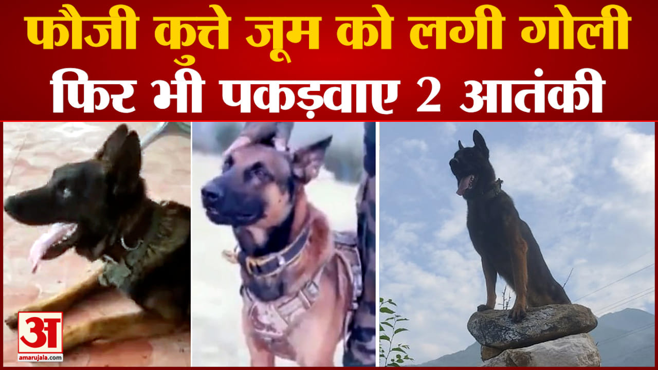 Army Assault Dog Zoom Receives Gunshots In Anantnag Encounter - Amar ...