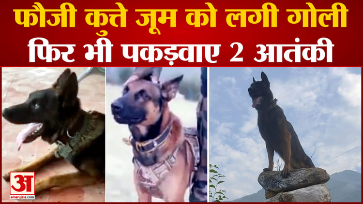 Army Assault Dog Zoom Receives Gunshots In Anantnag Encounter - Amar ...