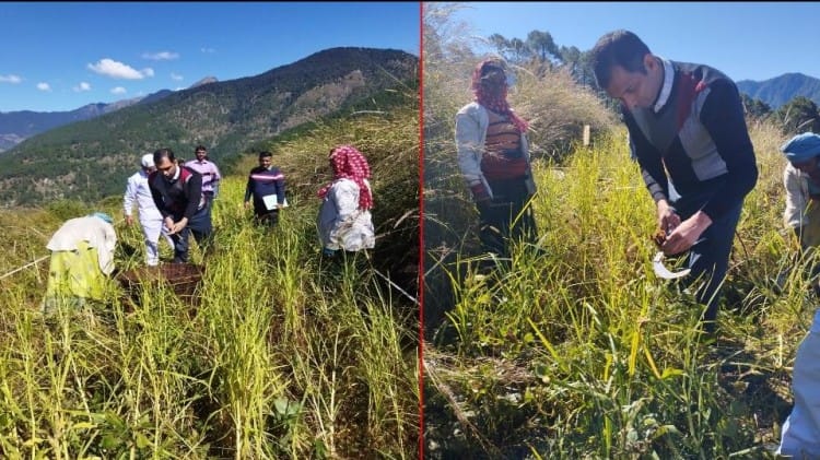 Uttarakhand News: Uttarkashi Dm Abhishek Ruhela Cuted Mandua Crop In ...
