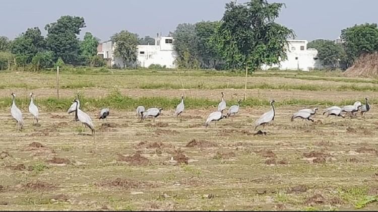 Agra:खूबसूरत प्रवासी कुरजां पक्षियों का जत्था रुका इस गांव में, चंबल की ...