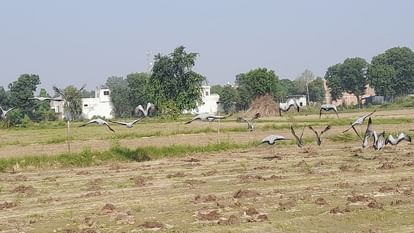 Agra Before Winter Foreign Kurja Birds Demoiselle Crane Camped - Amar ...