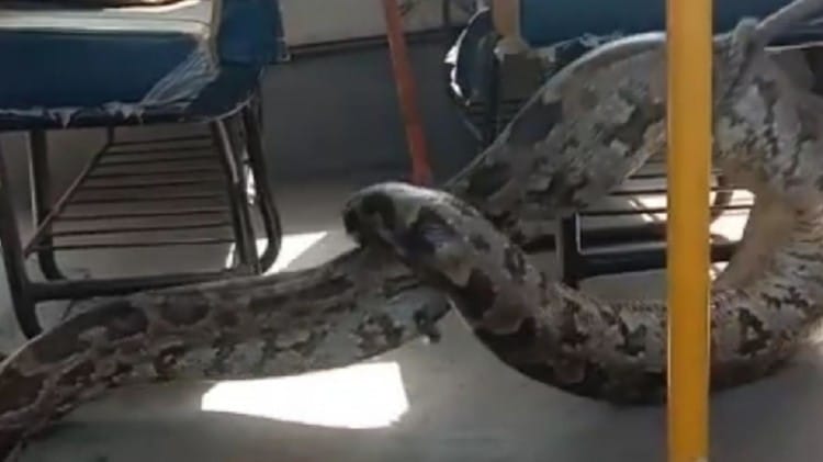 Raebareli News: Giant Python In School Bus Engine, Pulled Out After ...