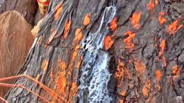Singrauli Suddenly Milk Started Coming Out In Neem Tree People Are ...
