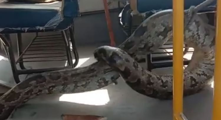 Raebareli News :स्कूल बस के इंजन में विशालकाय अजगर, कड़ी मशक्कत के बाद ...