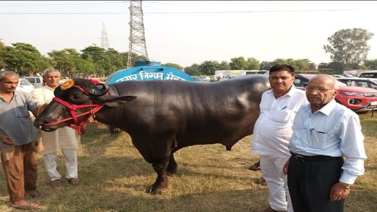 10 Crore Buffalo Reached In All India Kisan Fair And Agriculture ...