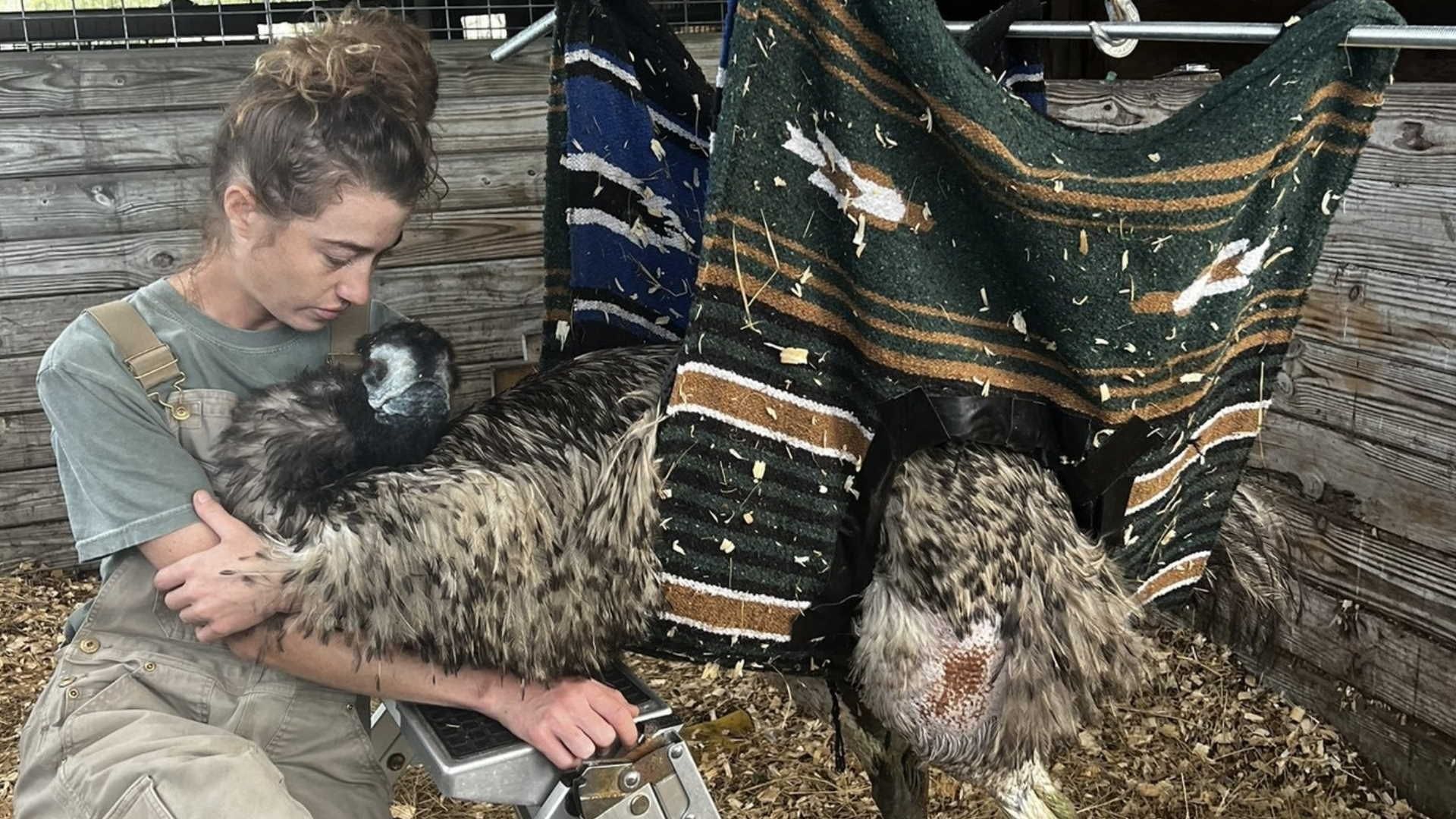 Tiktok Star Emu Emmanuel Suffering From Avian Flu Know Its Causes ...