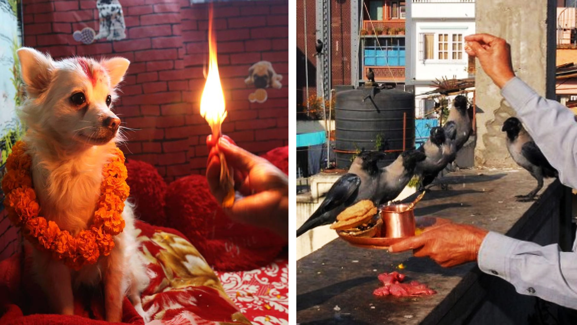 Nepalese Community Celebrating Five Day Tihar Festival In North Eastern ...