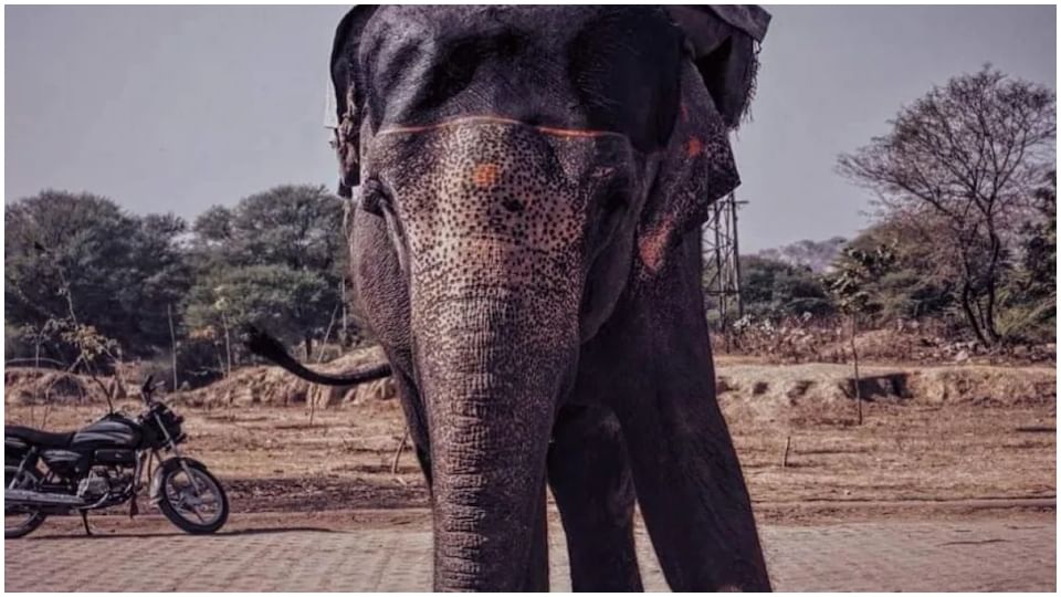 Amer Hathini Gauri Attacks Shopkeeper For Serving Kachori Instead Of ...