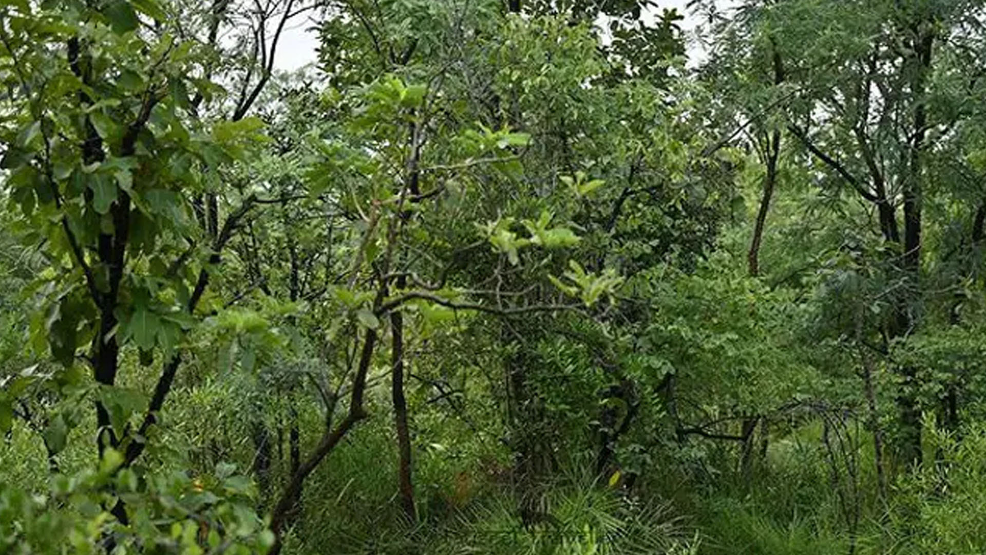 Optical Illusion Photo: Find Out Hidden Tiger From Illusion Image Check ...