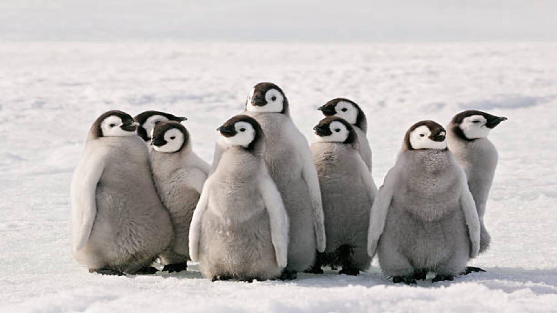 Why Antarctica Penguin Population Decreasing Know Reasons Behind It ...
