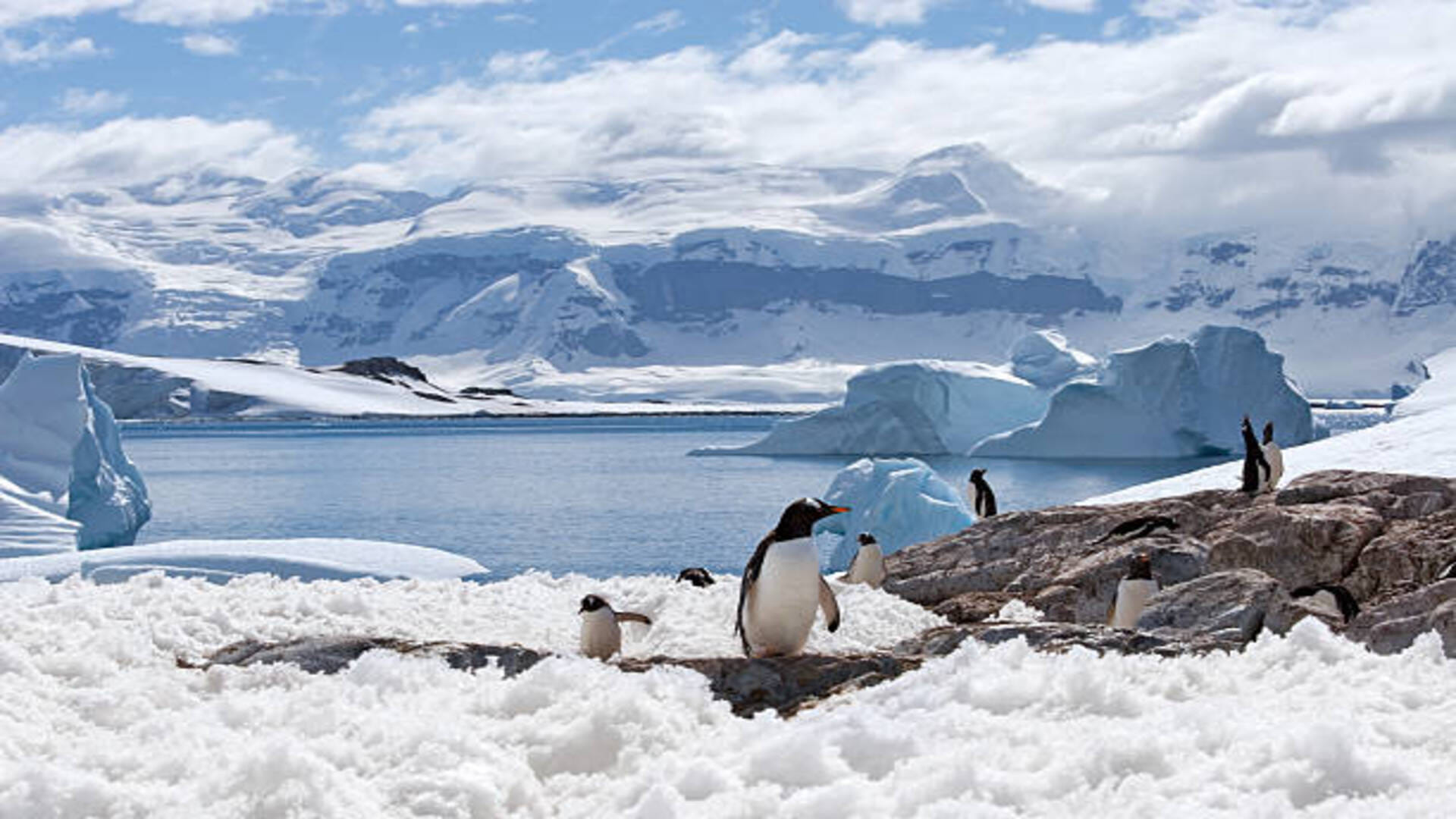 Why Antarctica Penguin Population Decreasing Know Reasons Behind It ...