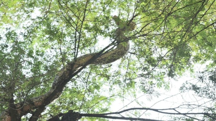 Giant Python Climbed On Tree In Gajraula - Amar Ujala Hindi News Live ...