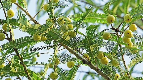 Happy Amla Navami 2022 Date Puja Vidhi Katha Shubh Muhurat Kahani And ...