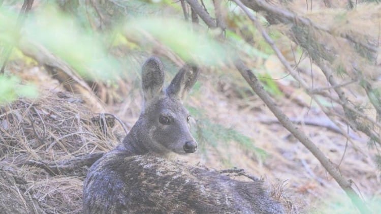 Female Himalayan Musk Deer Caught On Camera In Lahaul Forest - Amar ...