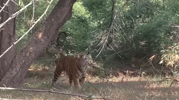 Bandhavgarh Tiger Reserve Chota Bheem Tiger Video Goes Viral - Amar ...