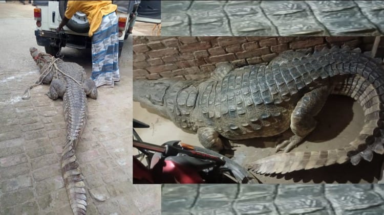 Bahraich:घर के अंदर घुसे मगरमच्छ को देखकर परिजनों के हाथ-पांव फूले, मच गया हड़कंप, तस्वीरें - A ...