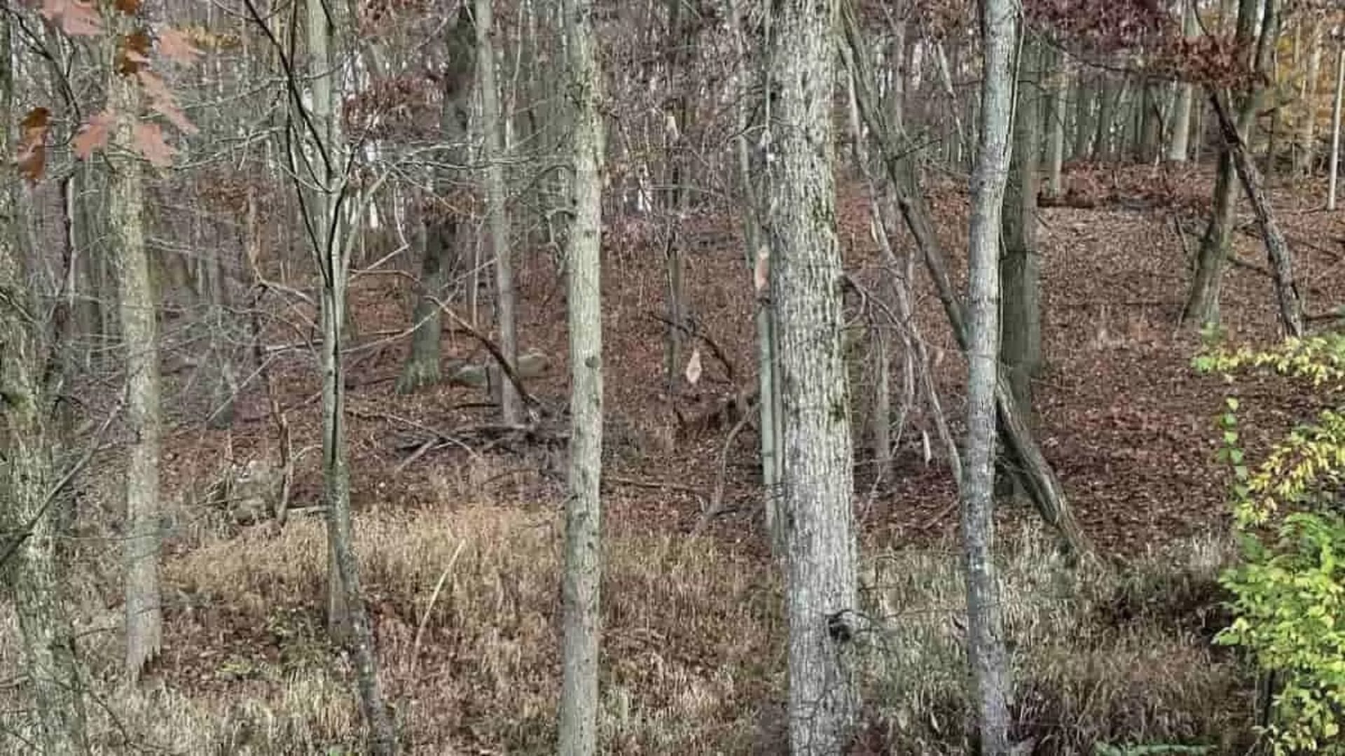 Viral Optical Illusion Photo: Find Out Hidden Deer From Picture In Few ...