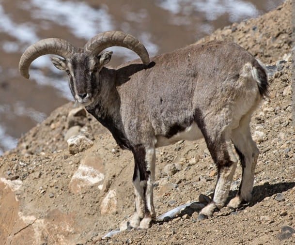 जू में बढ़ेगा जानवरों का कुनबा, आएंगे थार व ब्लू शीप - Animal Family ...