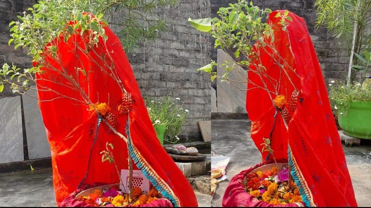 Tulsi Niyam Keep These Things In Mind While Plant Basil Best Pot For ...