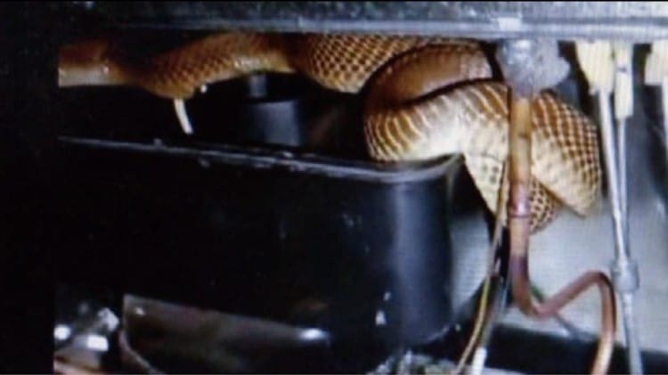 Cobra Snake Rescued From Refrigerator In Karnataka Know What Happens ...