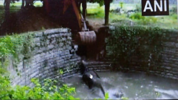 Elephant Fell In Well:चित्तूर में कुएं में गिरा हाथी, देखें वन विभाग व ...