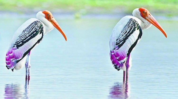 Agra:सात समंदर पार से उड़ान भरकर चंबल में पहुंचे प्रवासी पक्षी, लोगों ...