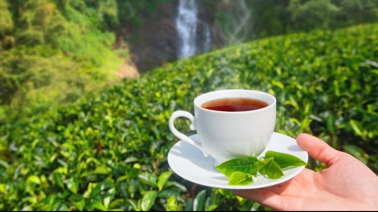 Immunity Boosting Healthy Tea, Know The Benefits Of Black And Hibiscus ...