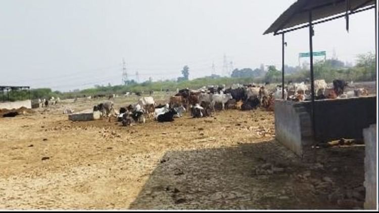 Etah:गोवंश की दुर्दशा देख कराह उठेगा आपका दिल, दो दिन से हैं भूखे, हरा ...
