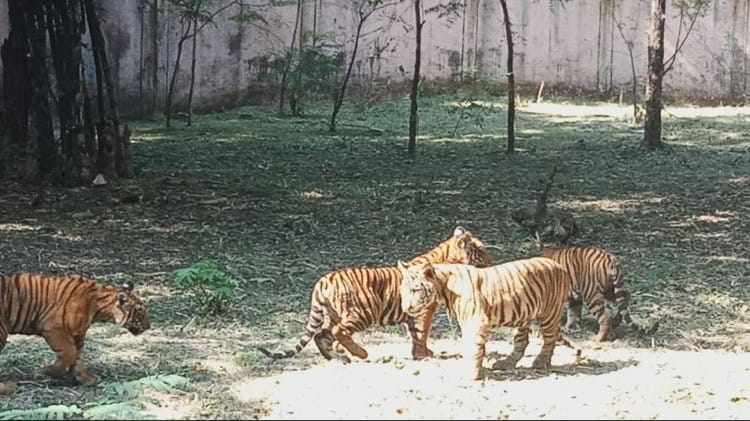Bilaspur Kanan Pendari Zoo; Cubs Brought To Open Cage For Exposure ...