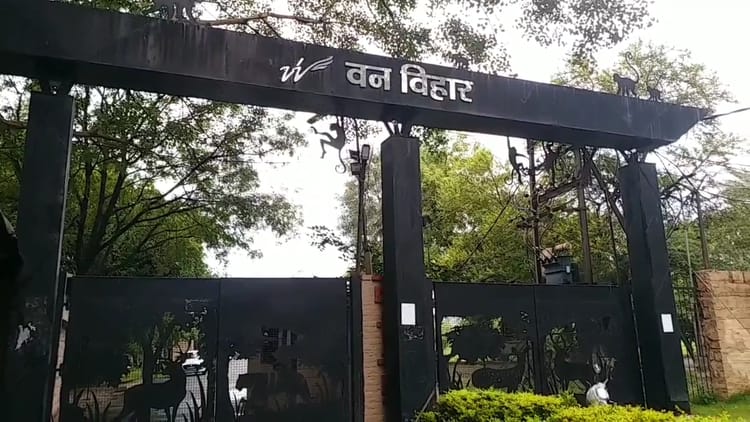 Mp News:भोपाल वन विहार में बाघ पर फेंक रहे थे पत्थर, रवीना टंडन को आया ...