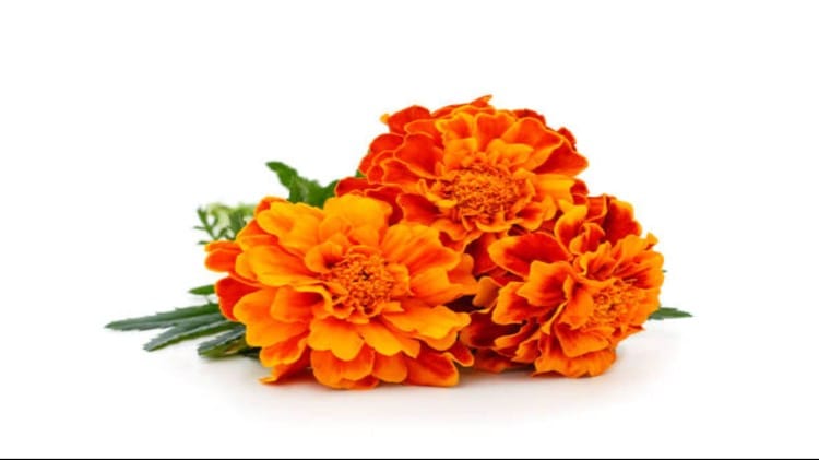 Marigold Flower:पूजा-पाठ और धार्मिक कार्यों में शुभ माना जाता है गेंदे ...