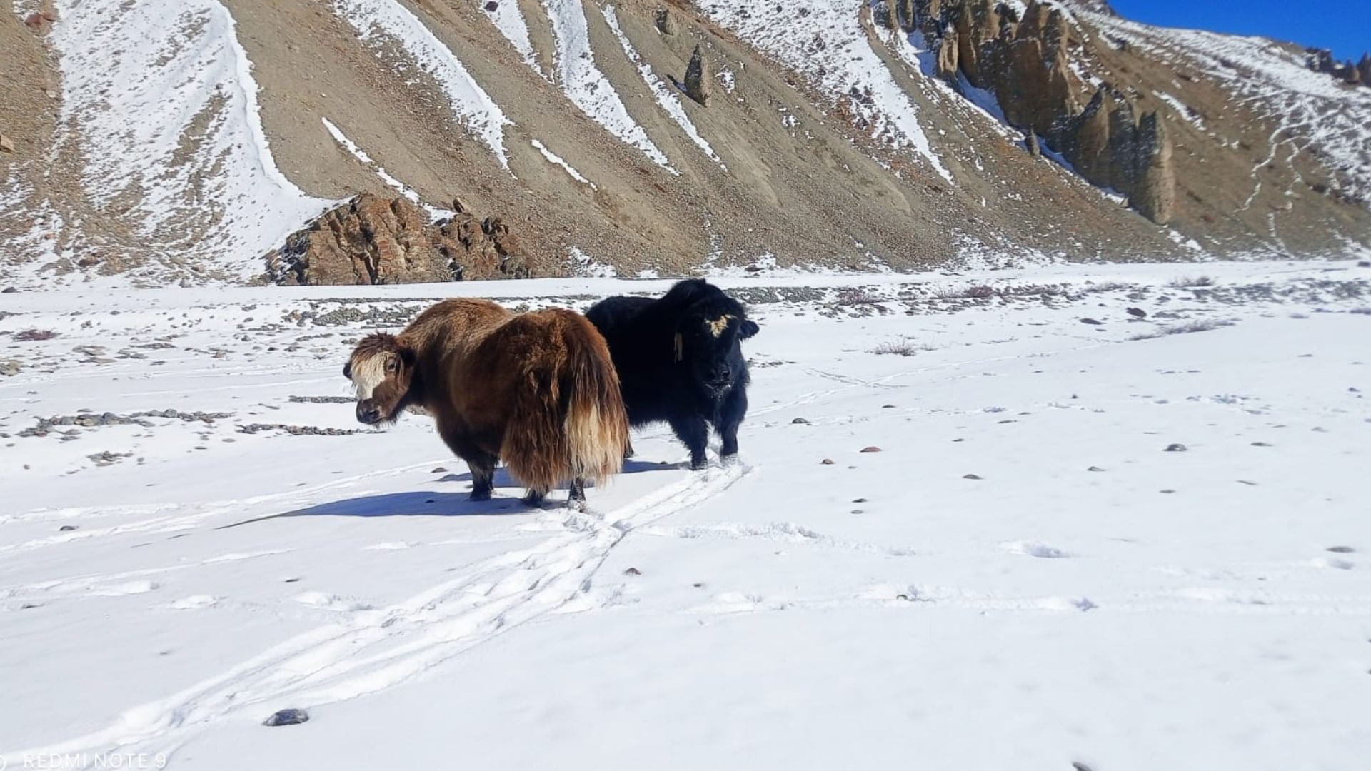 शीत मरुस्थल:खेत जोतता है माइनस 40 डिग्री तापमान में रहने वाला ये पशु ...