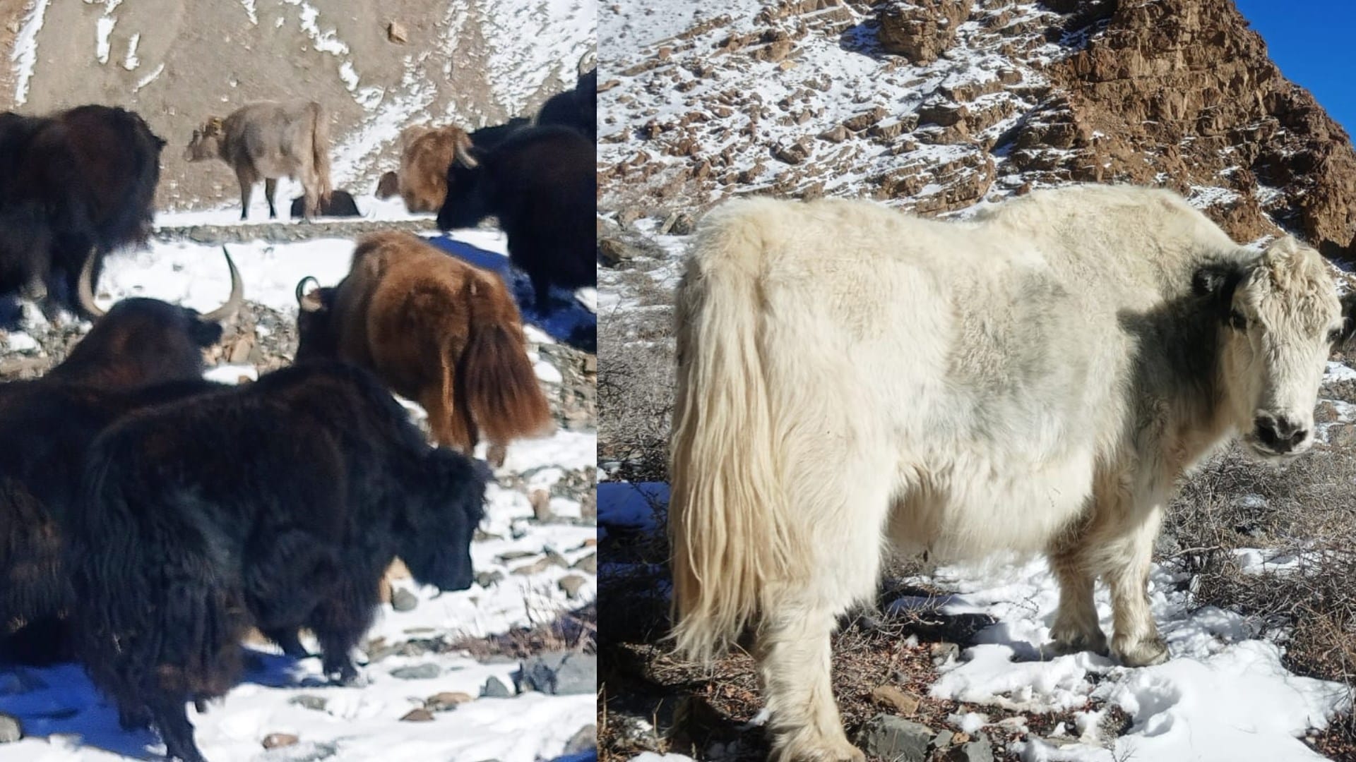 शीत मरुस्थल:खेत जोतता है माइनस 40 डिग्री तापमान में रहने वाला ये पशु ...