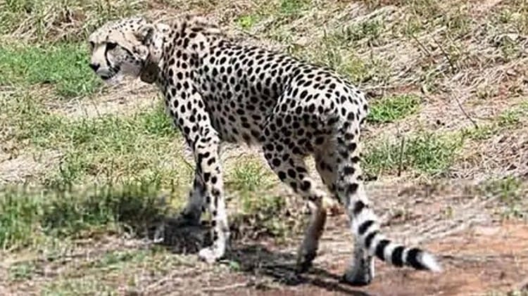 Kuno National Park:कूनो से आई अच्छी खबर, आशा ने किया चीतल का शिकार ...