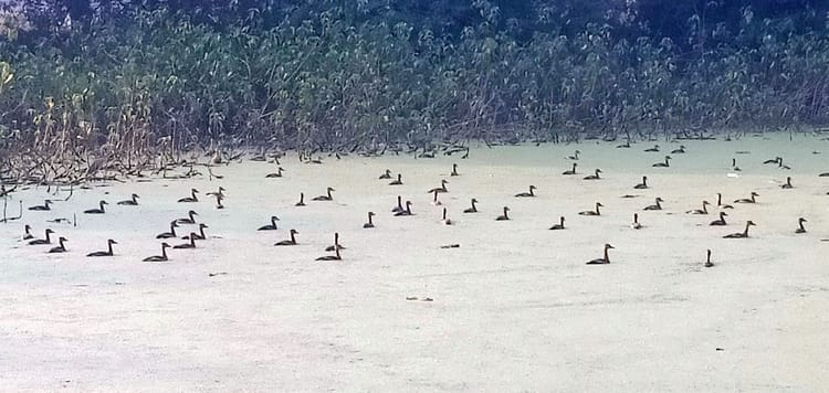 The Pond Of The Strip Echoing With The Tweet Of Foreign Birds - Sitapur ...