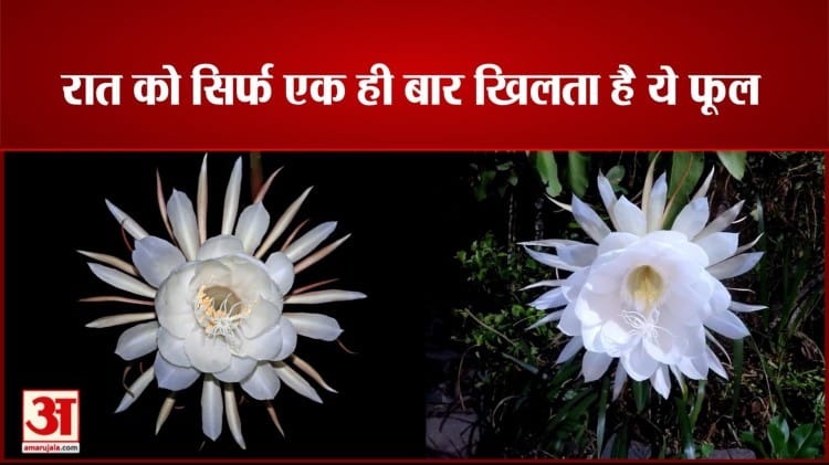 This Flower Blooms Only Once At Night - Amar Ujala Hindi News Live ...
