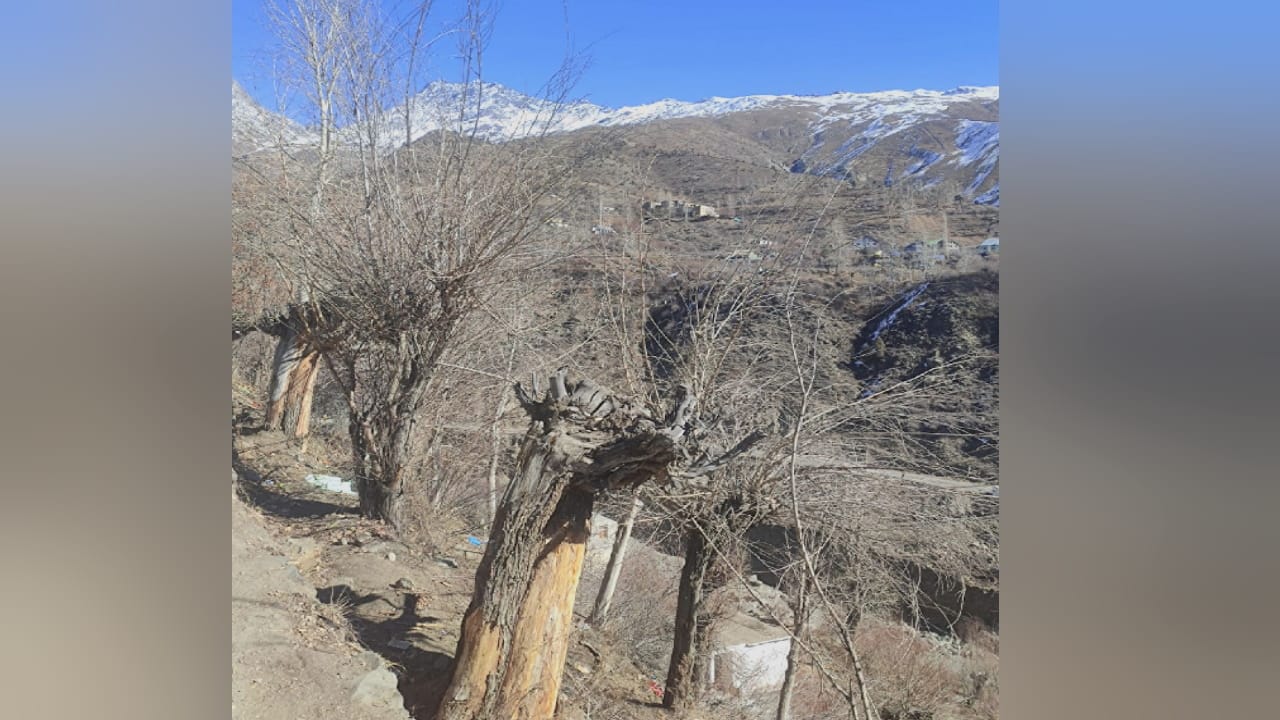 Kashmiri Willow Tree:कश्मीरी विलो के पेड़ों से हरा-भरा होगा शीत मरुस्थल ...
