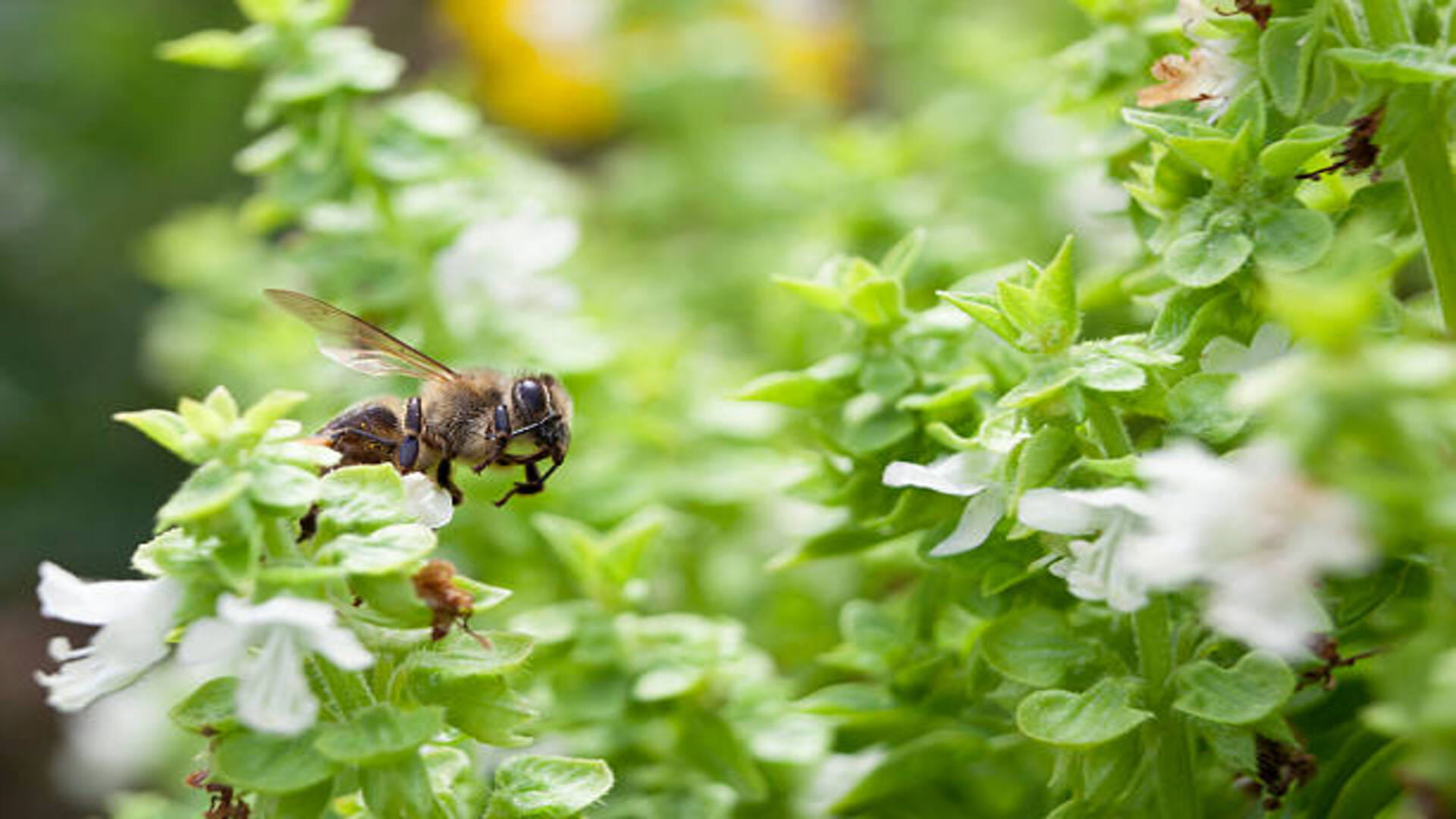 Vana Tulsi Wild Basil Negative Effects Van Tulsi Ke Nuksan In Hindi ...