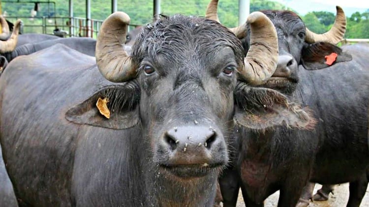 Ivri Bareilly Made Medicine For Get Rid Of Animals From Kilni - Amar ...